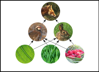 Analyzing Energy Pyramids & Determining the Energy Flow between Trophic ...