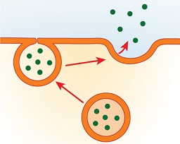 Interpreting Diagrams of Different Cell Transport Practice | Biology ...