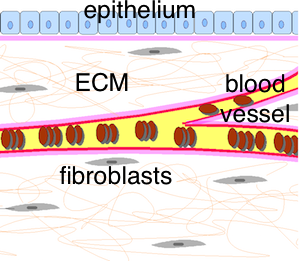 Matrix Metalloproteinases (MMP) & Wound Healing | Study.com