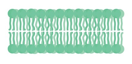 Extracellular Space | Definition, Structure & Mechanism | Study.com