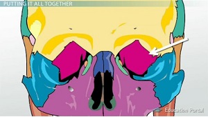 Bones of the Face Anatomy | Names, Functions & Location - Lesson ...