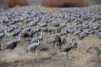 Sandhill Crane Facts: Lesson for Kids | Study.com
