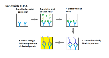 Immunologic & Serologic Characteristics of Mycobacterial & Viral ...