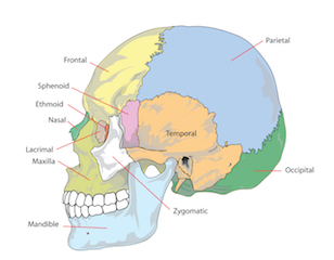 Temporal Lobe Epilepsy: Symptoms, Treatment & Medication | Study.com