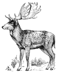 Fallow Deer Characteristics, Antlers & Behavior | Study.com