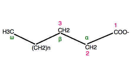 Categorizing the Four Biological Macromolecule Monomers Based on an ...