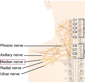 Flexor Carpi Radialis | Location, Function & Action | Study.com