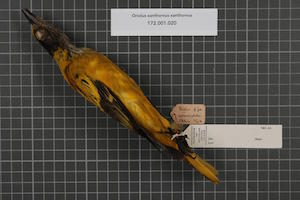 Black Hooded-Oriole | Appearance & Migration | Study.com