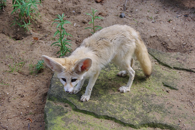 People's Life in the Sahara Desert | Culture, Resources & Animals ...