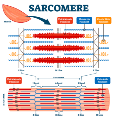Muscle Fiber: Structures, Contraction & Relaxation | Study.com