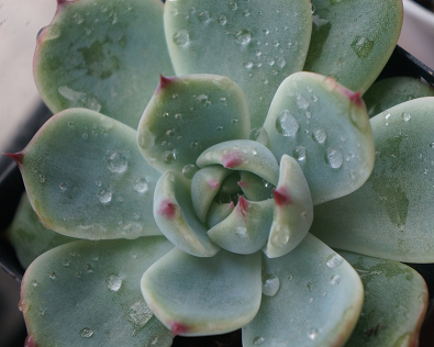 Patterns in Nature: Definition & Examples | Study.com