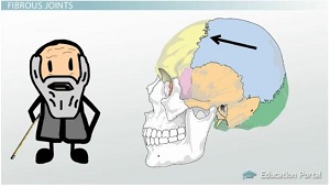 Joints | Functional & Structural Classifications - Lesson | Study.com