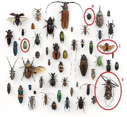 Identifying How Organisms Adapted to Their Environment Based on Genetic ...