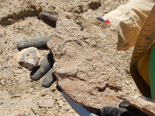 Relative vs. Absolute Dating in Geology | Overview, Differences ...