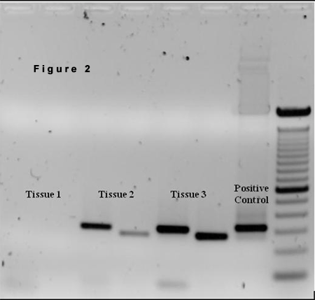 Analyzing an Illustration of Polymerase Chain Reaction & Assessing its ...