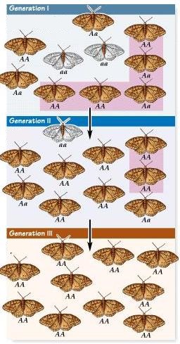 Differentiating between Evolutionary Processes Practice | Biology Practice Problems | Study.com