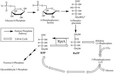 Comparing the Light-Dependent Reactions of Photosynthesis to the Calvin ...