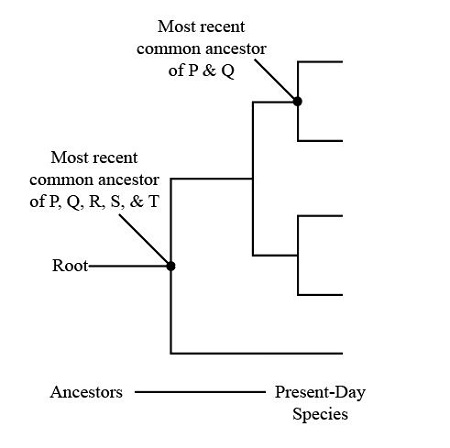 Drawing a phylogenetic tree. | Study.com