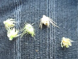 Dispersion Patterns in Nature | Uniform, Clumped & Random - Lesson ...