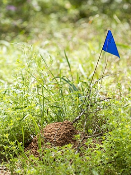 Red Fire Ants Lesson for Kids: Habitat & Scientific Name | Study.com