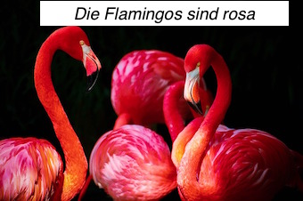 German Bird Vocabulary | Study.com