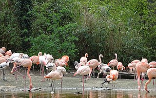 Flamingo Facts, Habitat & Diet | Study.com