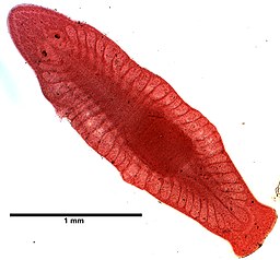 Platyhelminthes' Nervous System | Structure & Function | Study.com