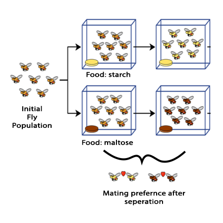 Analyzing How Genetic Variation within a Population Affects Speciation ...