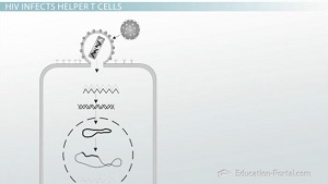Flu Viruses, HIV and Immune System Evasion - Lesson | Study.com