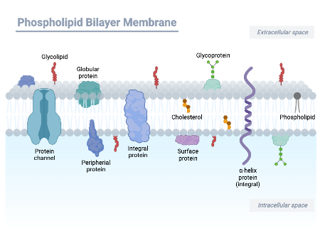 Comparing the Components of a Phospholipid that Create a Stable Cell ...