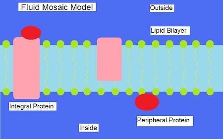 Cell Membrane | Definition, Structure & Function - Lesson | Study.com