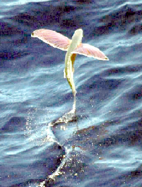 The Cay Chapter 3 Summary | Study.com