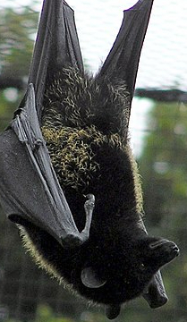 Comoros Map, History & Population | Study.com