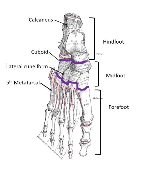 Which of the following is the most lateral midfoot bones? A. calcaneus ...