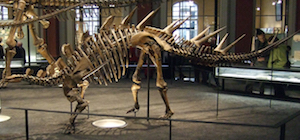 Stegosaurian Dinosaurs: Types & Facts | Study.com