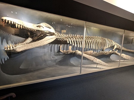 Analyzing Fossil Record Patterns to Determine Organisms' Environments ...