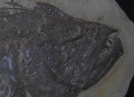 Analyzing Fossil Record Patterns to Determine Organisms' Environments ...