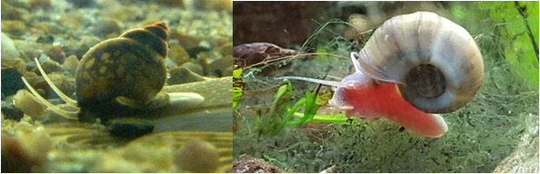 Freshwater Snails: Life Cycle & Mating | Study.com