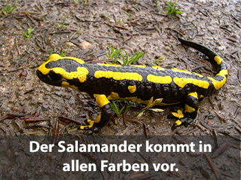 German Amphibian Vocabulary | Study.com