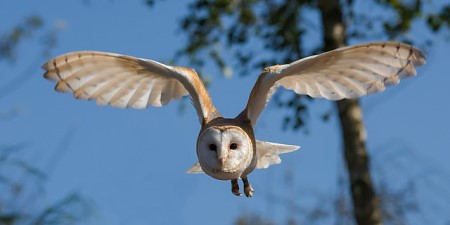 Native American Mythology Creatures | Thunderbird & Little People ...
