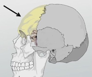 Flashcards - Bone Flashcards | Study.com