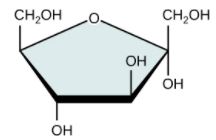 Hydrolysis of Carbohydrates | Definition & Examples - Lesson | Study.com