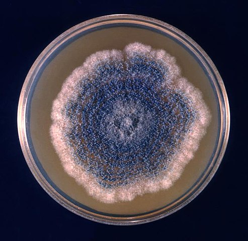 Using Stain Tests to Identify Fungi & Actinomycetes | Study.com