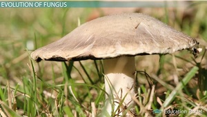 Evolution of Fungi & Plants | Overview & Similarities - Lesson | Study.com