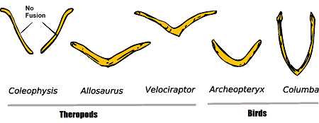 Discerning between Various Morphological Homologies to Support ...