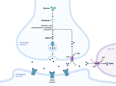 Analyzing How Signal Transduction Affects Gene Expression Practice ...