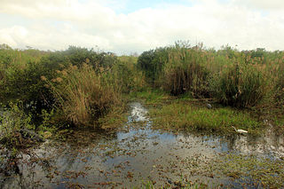 Everglades National Park | Location, History & Facts | Study.com