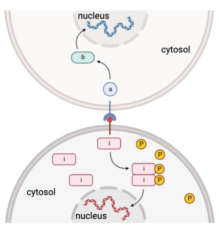 Comparing and Contrasting How Cells Communicate Practice | Biology ...