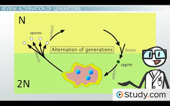 Fern Reproduction & Life Cycle | Overview & Diagram - Lesson | Study.com