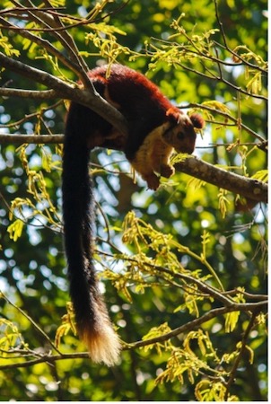 Geographic Distribution of Species | Overview & Types - Lesson | Study.com